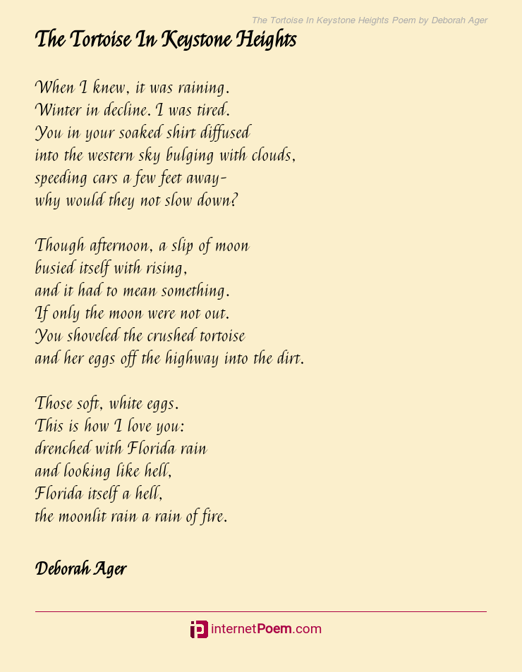 The Tortoise In Keystone Heights Poem by Deborah Ager